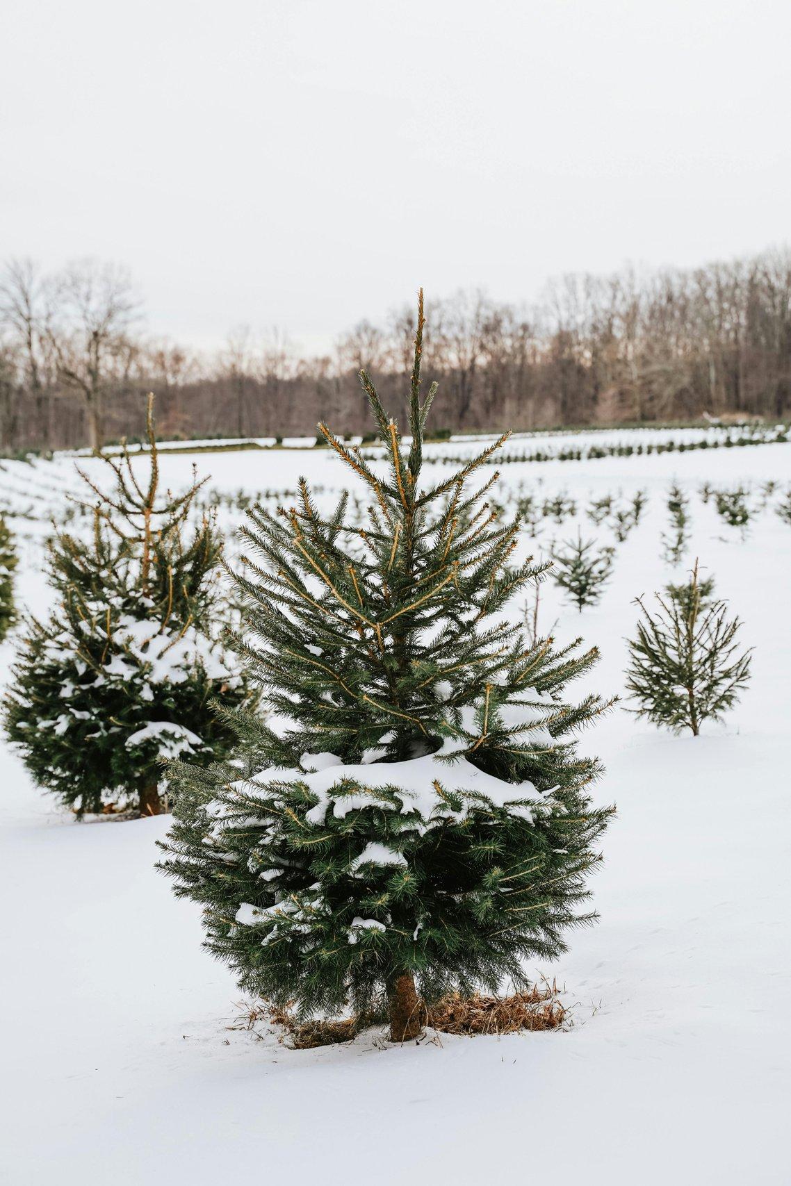 Christmas Proposal Ideas: Romantic Ways to Pop the Question at ...