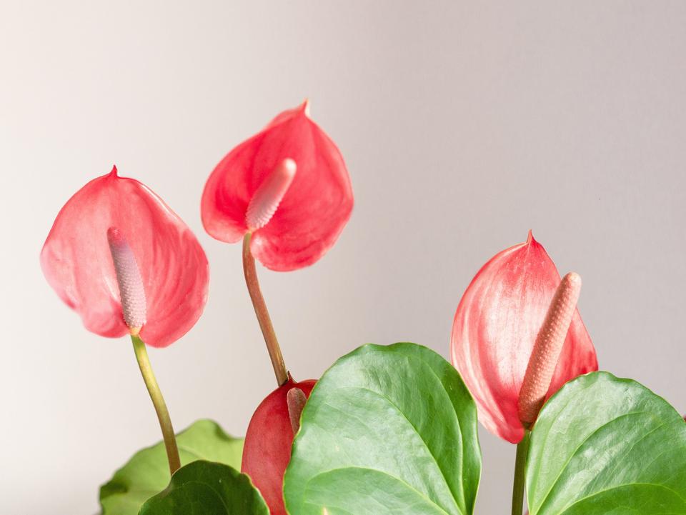 May Wedding Flowers: Which Flowers Are in Season in May? - hitched.co.uk