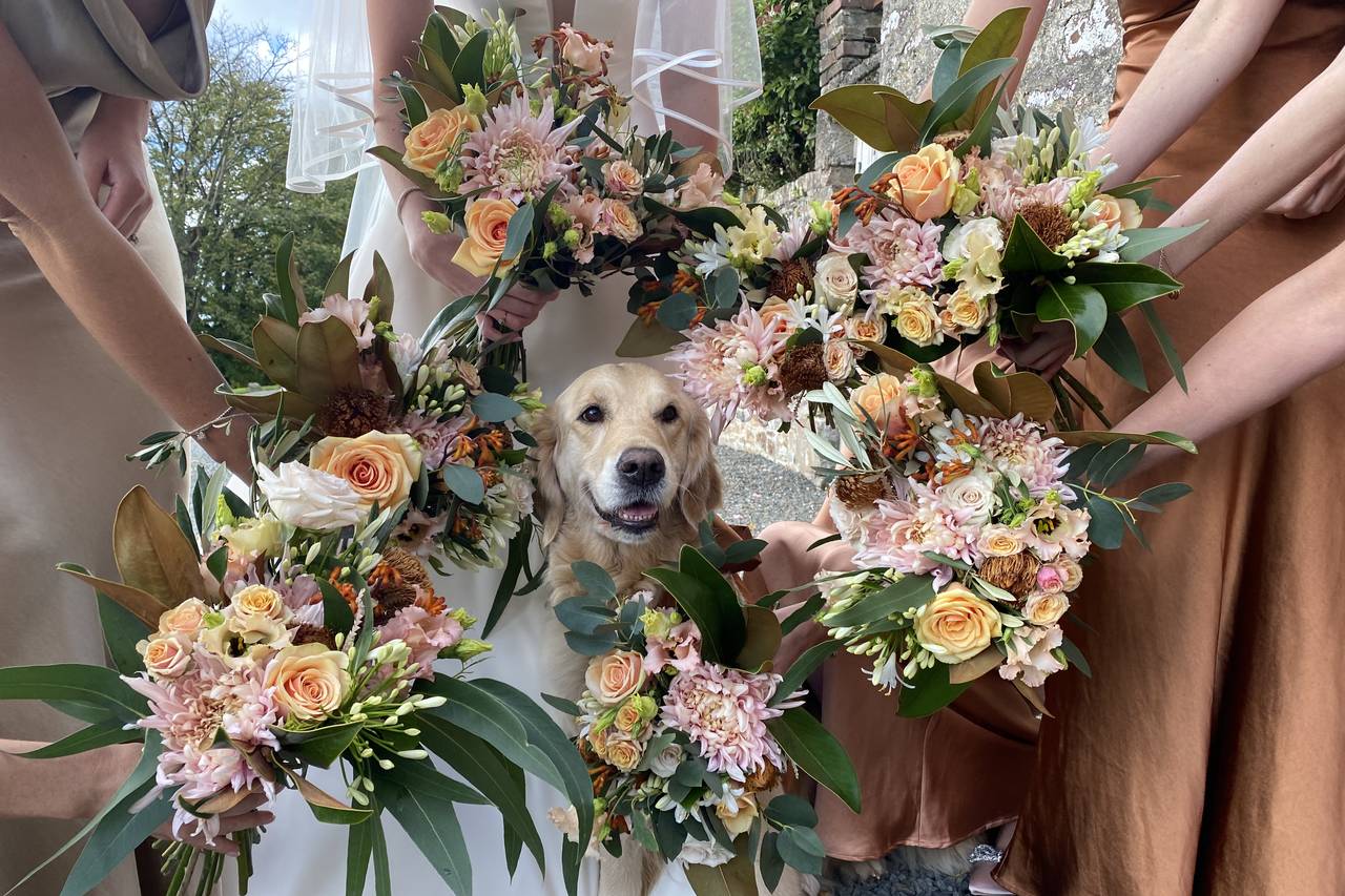 Videos from A Pad 4 Paws - Dog Chaperoning