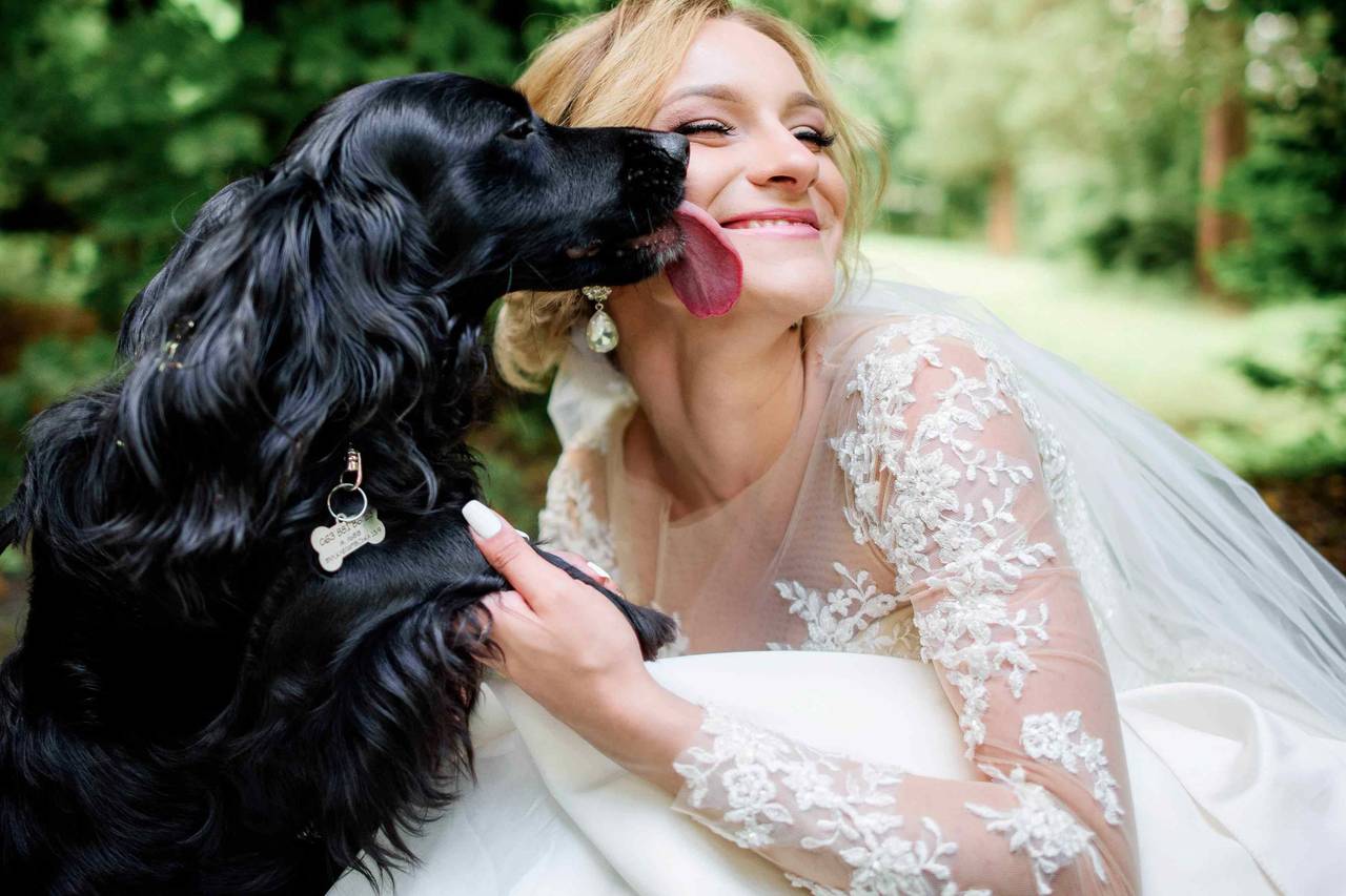 The Bed and Bone Wedding Dog Chaperone in Livingston, Lothian & Borders ...